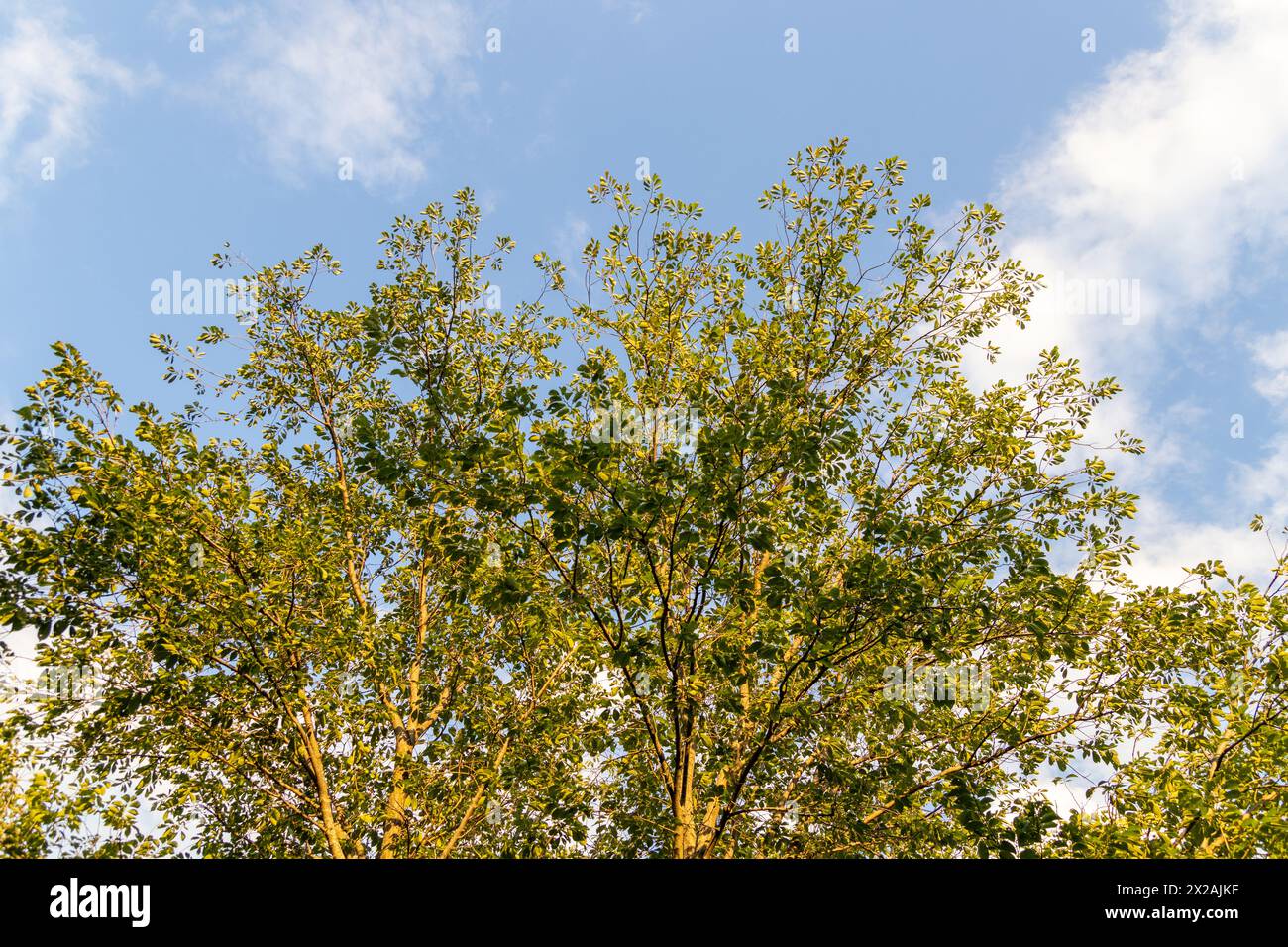 Lush green treetops hi-res stock photography and images - Alamy