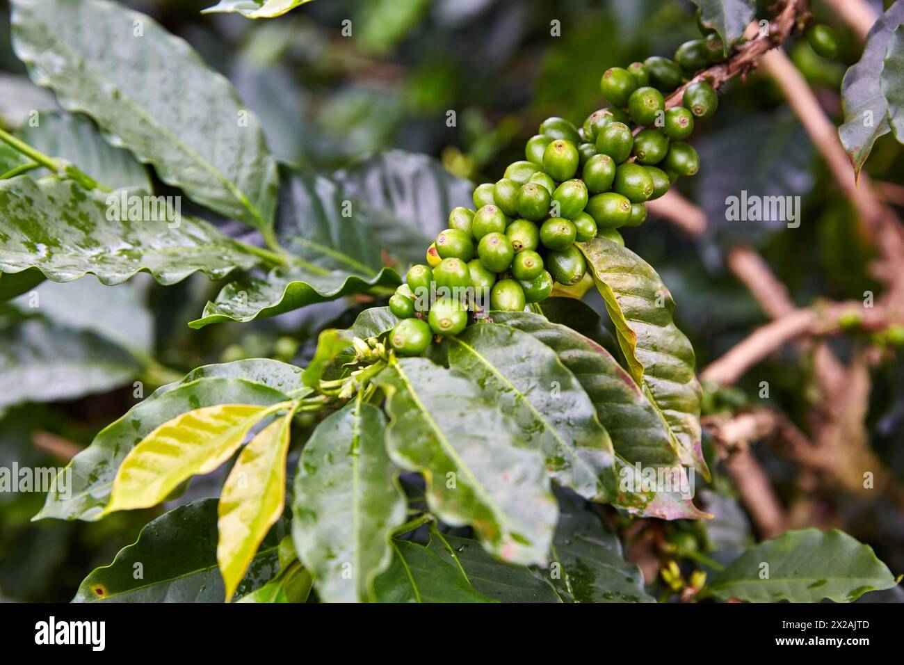 Cafetales, Coffee plantations, Coffee Cultural Landscape, Quindio ...
