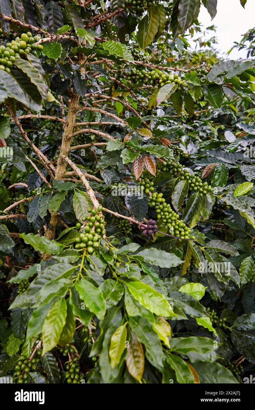 Cafetales, Coffee plantations, Coffee Cultural Landscape, Quindio ...