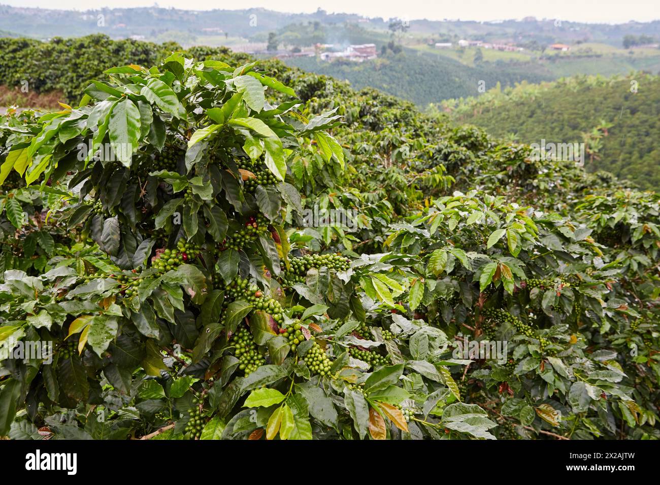 Cafetales, Coffee plantations, Coffee Cultural Landscape, Quindio ...