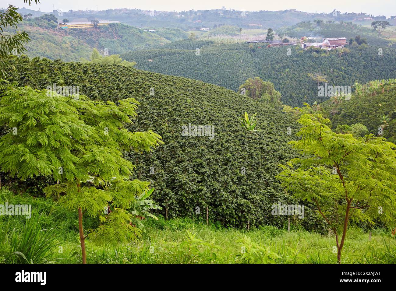 Cafetales, Coffee plantations, Coffee Cultural Landscape, Quindio ...