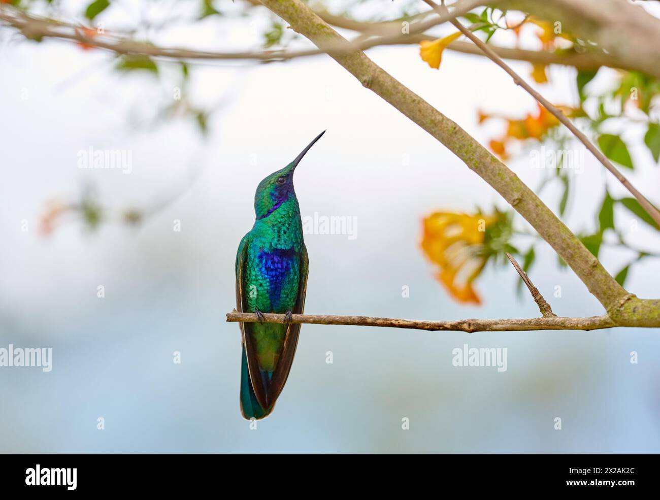 Colibri, Hummingbird, Trochilinae, Valle del Cocora, Salento, Quindio ...