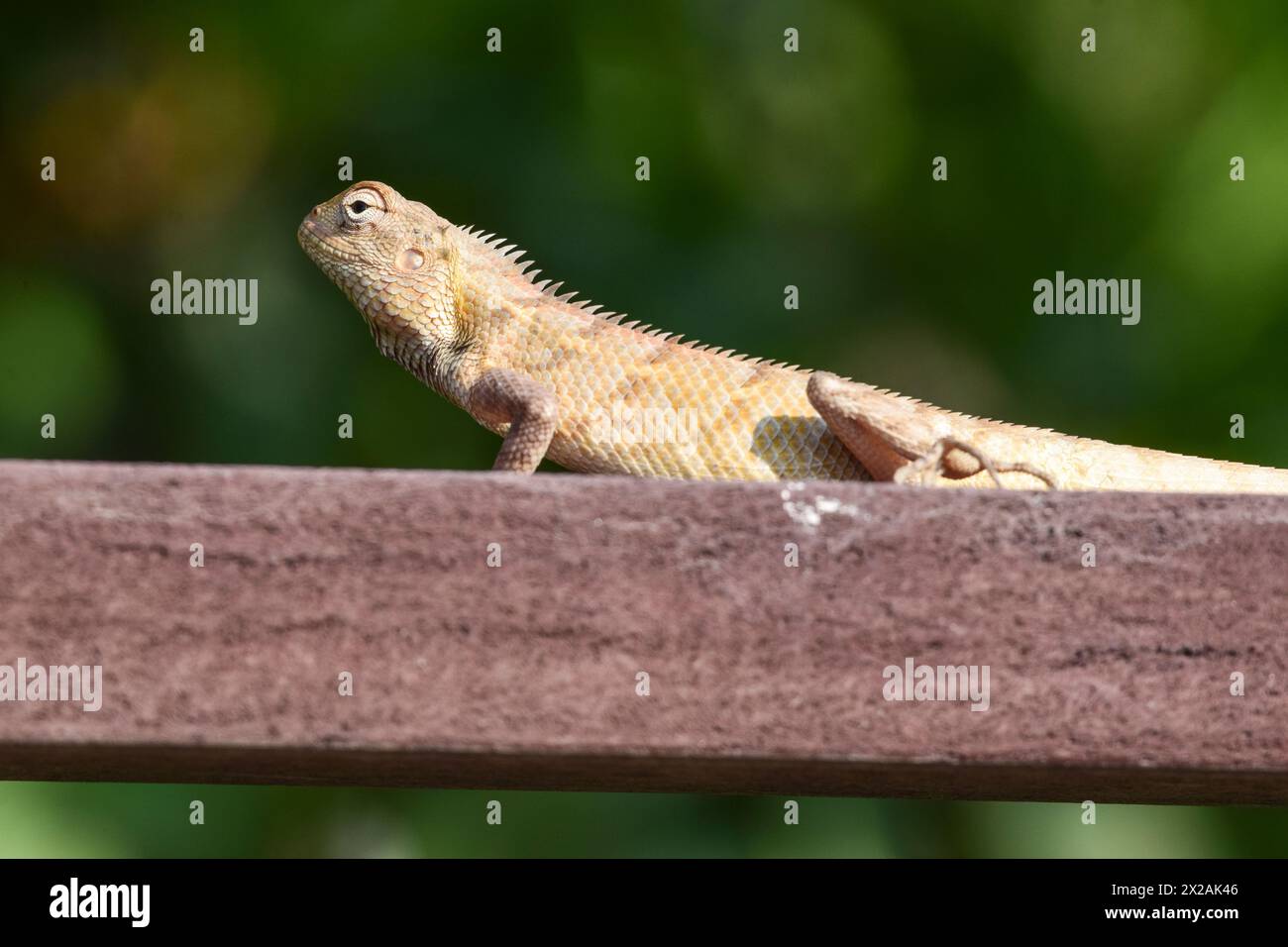 oriental garden lizard also called eastern garden lizard, Indian garden ...