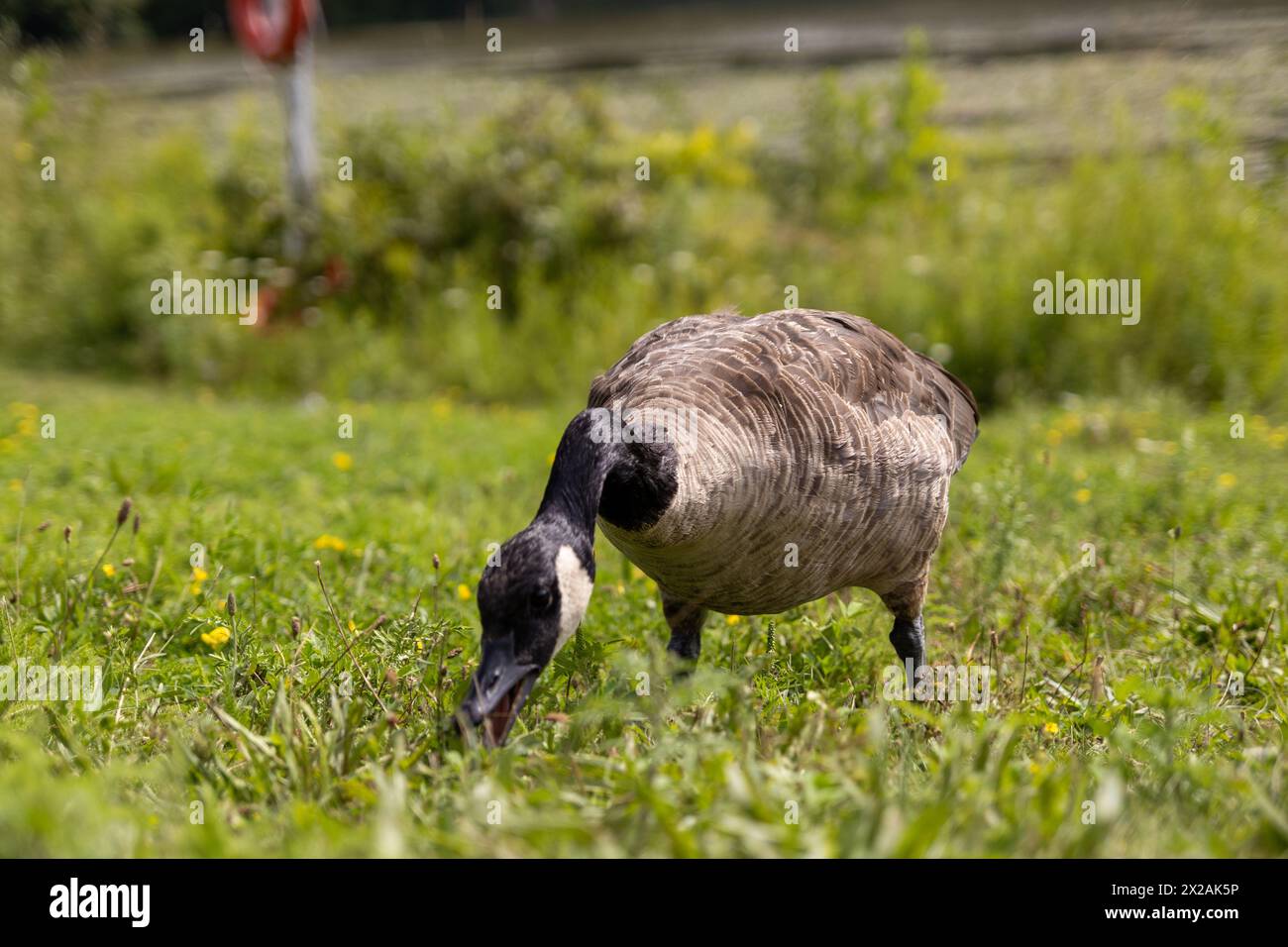 Vibrant scene of avian life hi-res stock photography and images - Alamy