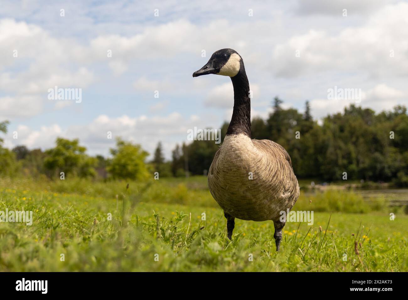 Canada goose - vibrant green grass - blue sky - fluffy clouds - serene ...