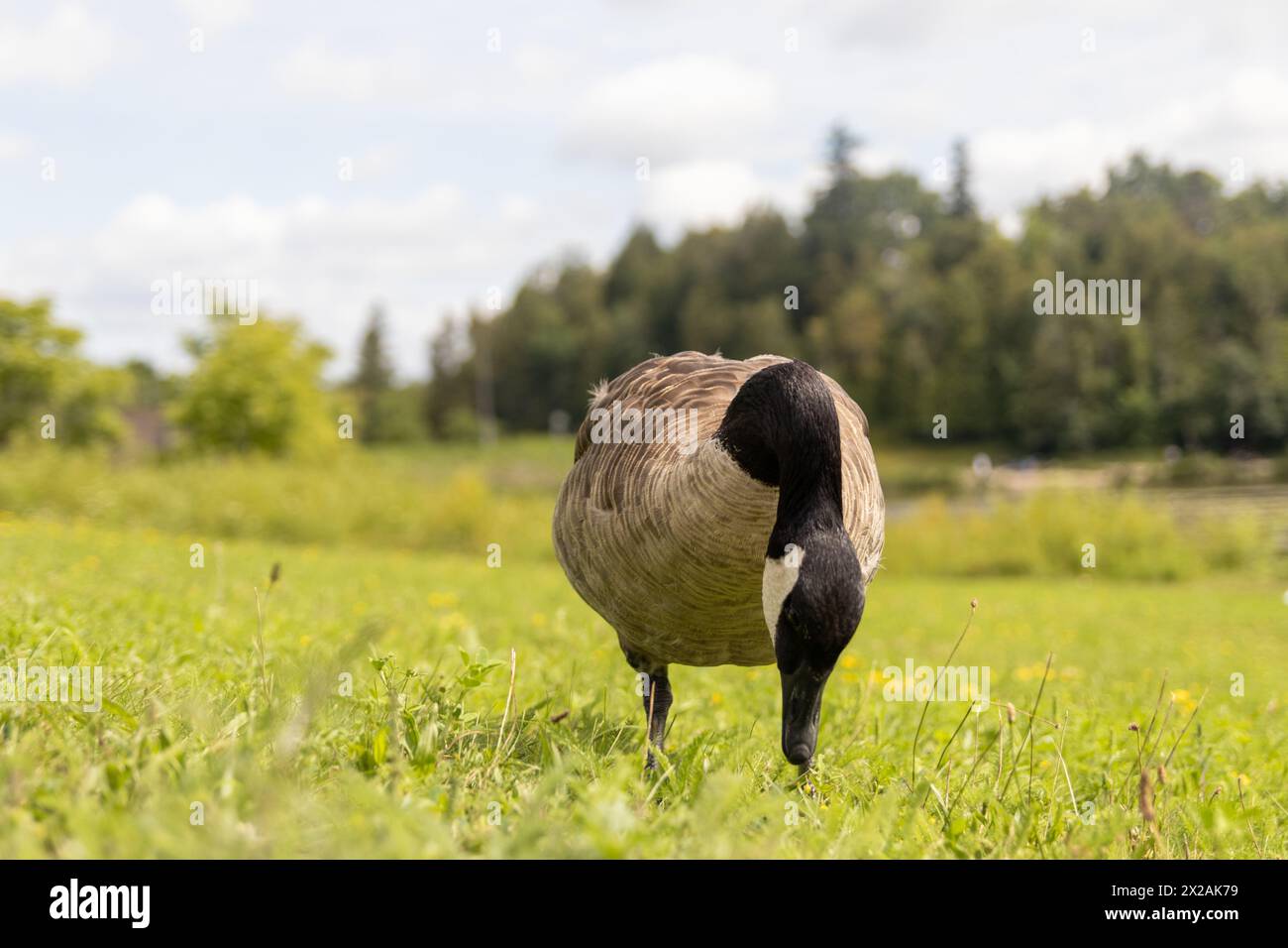 Canada goose - vibrant green grass - blue sky - fluffy clouds - serene ...