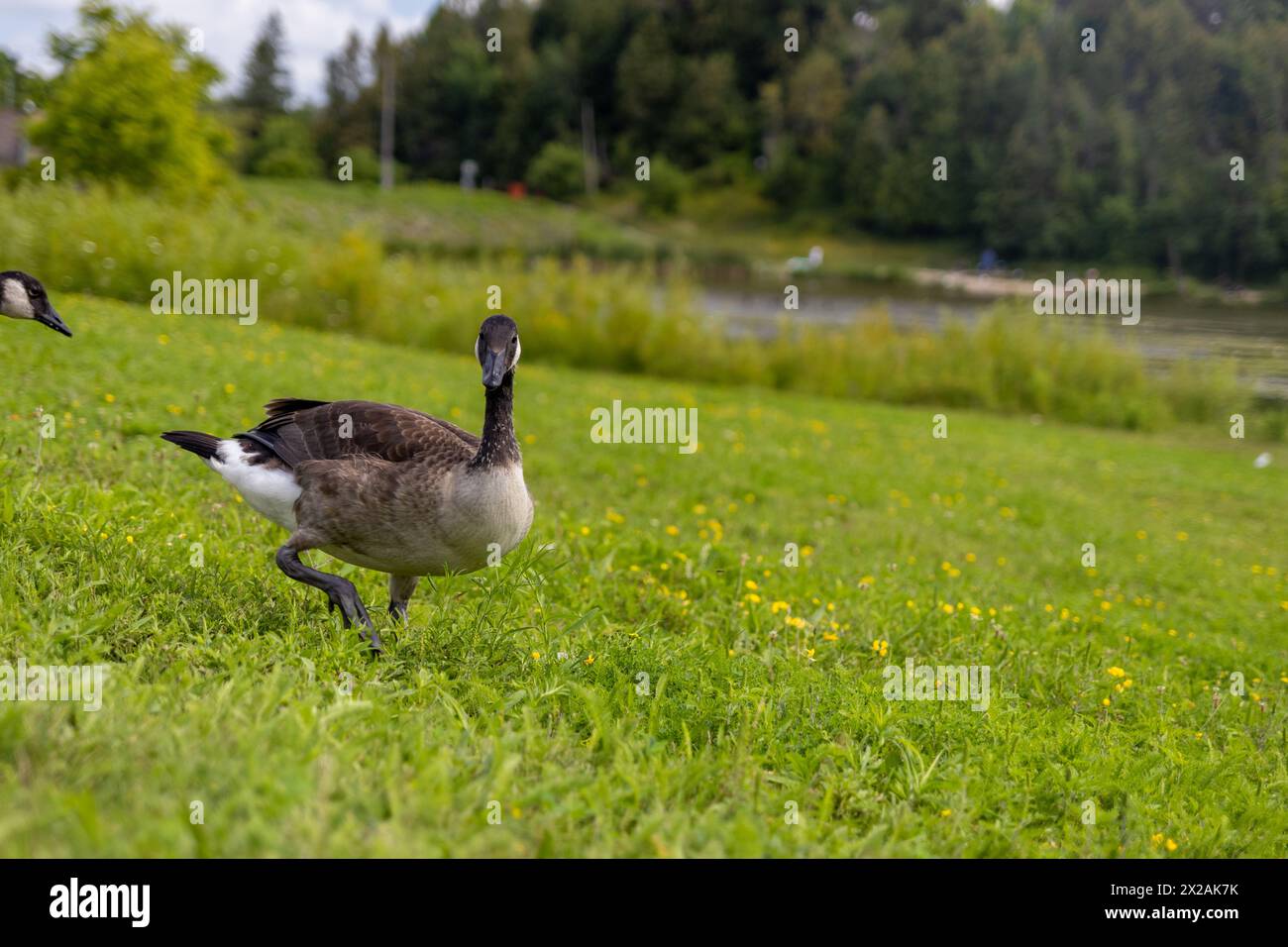 Canada goose - vibrant green grass - blue sky - fluffy clouds - serene ...