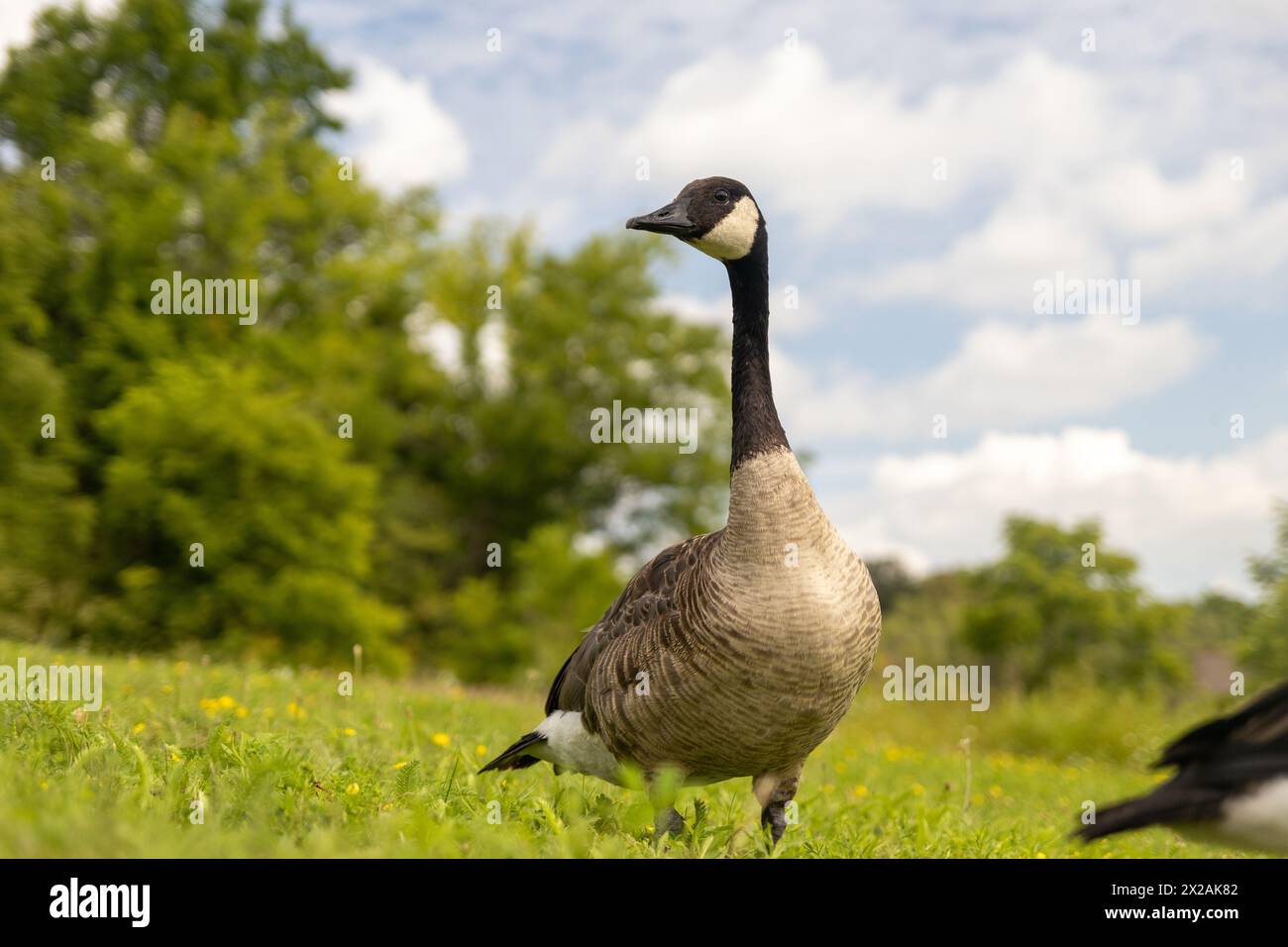 Canada goose - vibrant green grass - blue sky - fluffy clouds - serene ...