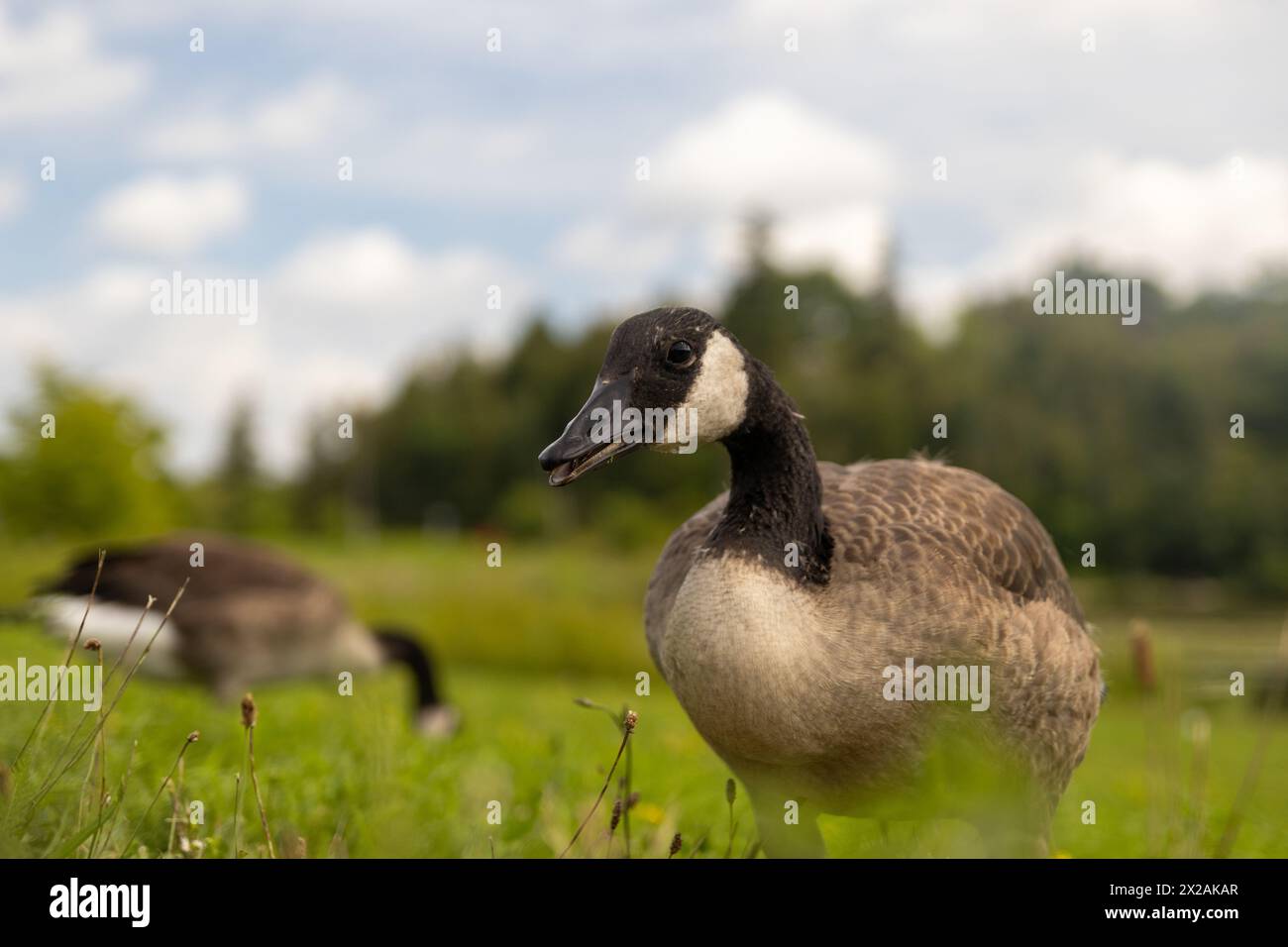 Canada goose - vibrant green grass - blue sky - fluffy clouds - serene ...