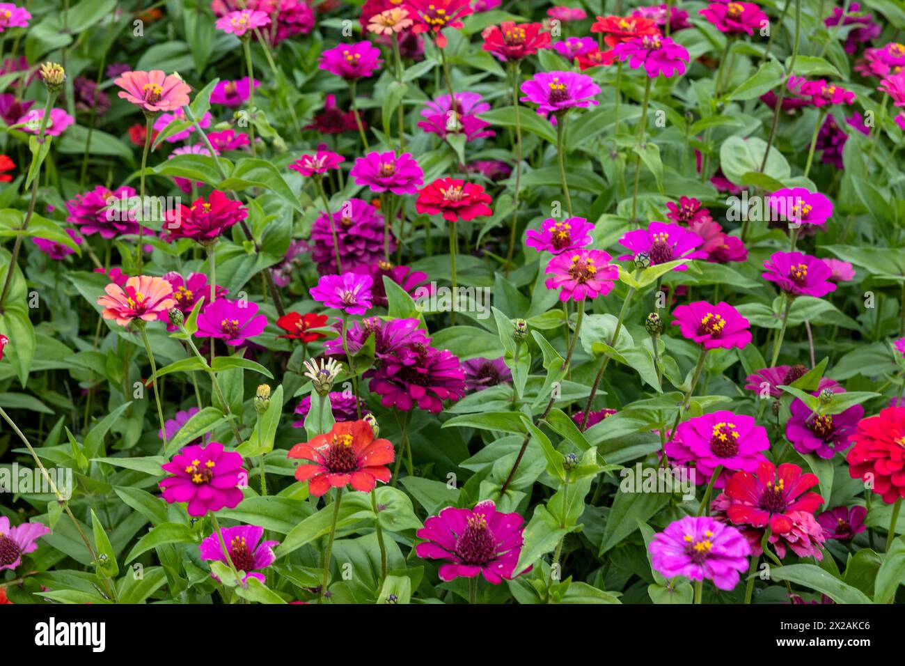 Vibrant zinnia flowers - bright pinks and reds - lush green leaves ...