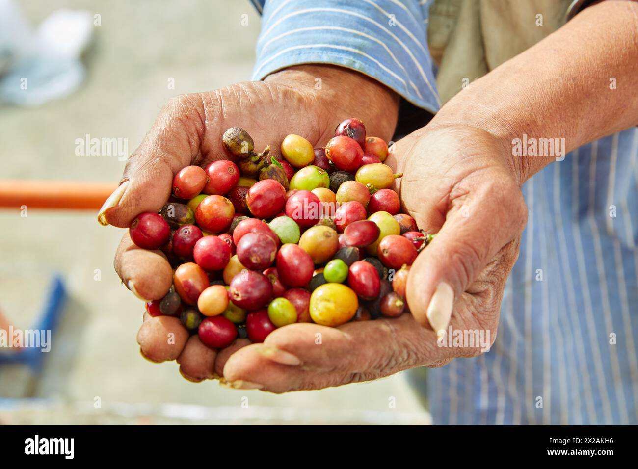 Hacienda San Alberto, Cafetal, Coffee plantations, Coffee Cultural ...