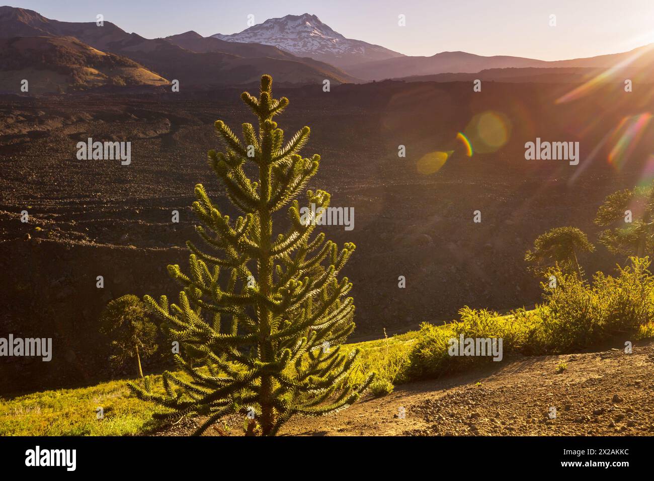 Unusual Araucaria (Araucaria araucana) trees in Andes mountains, Chile ...