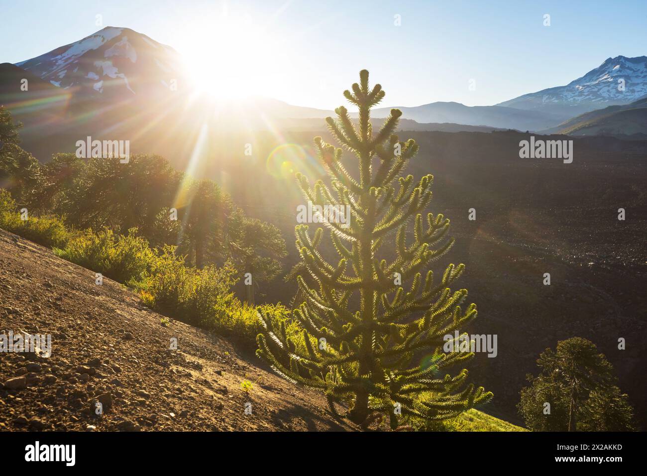 Unusual Araucaria (Araucaria araucana) trees in Andes mountains, Chile ...