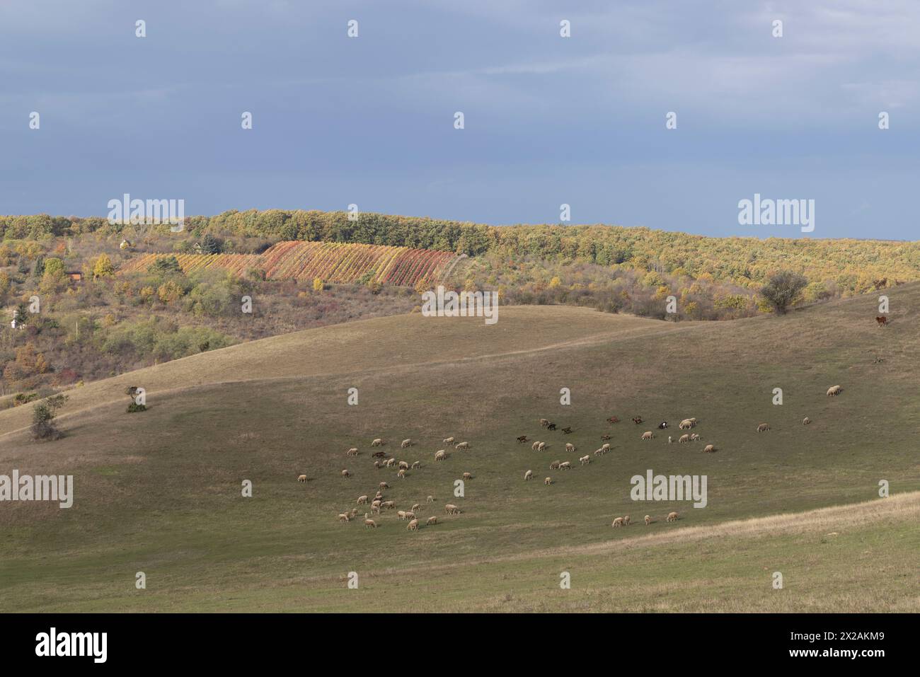 sheep near Eger, Matra a Bukk mountains, Heves, Hungary Stock Photo - Alamy