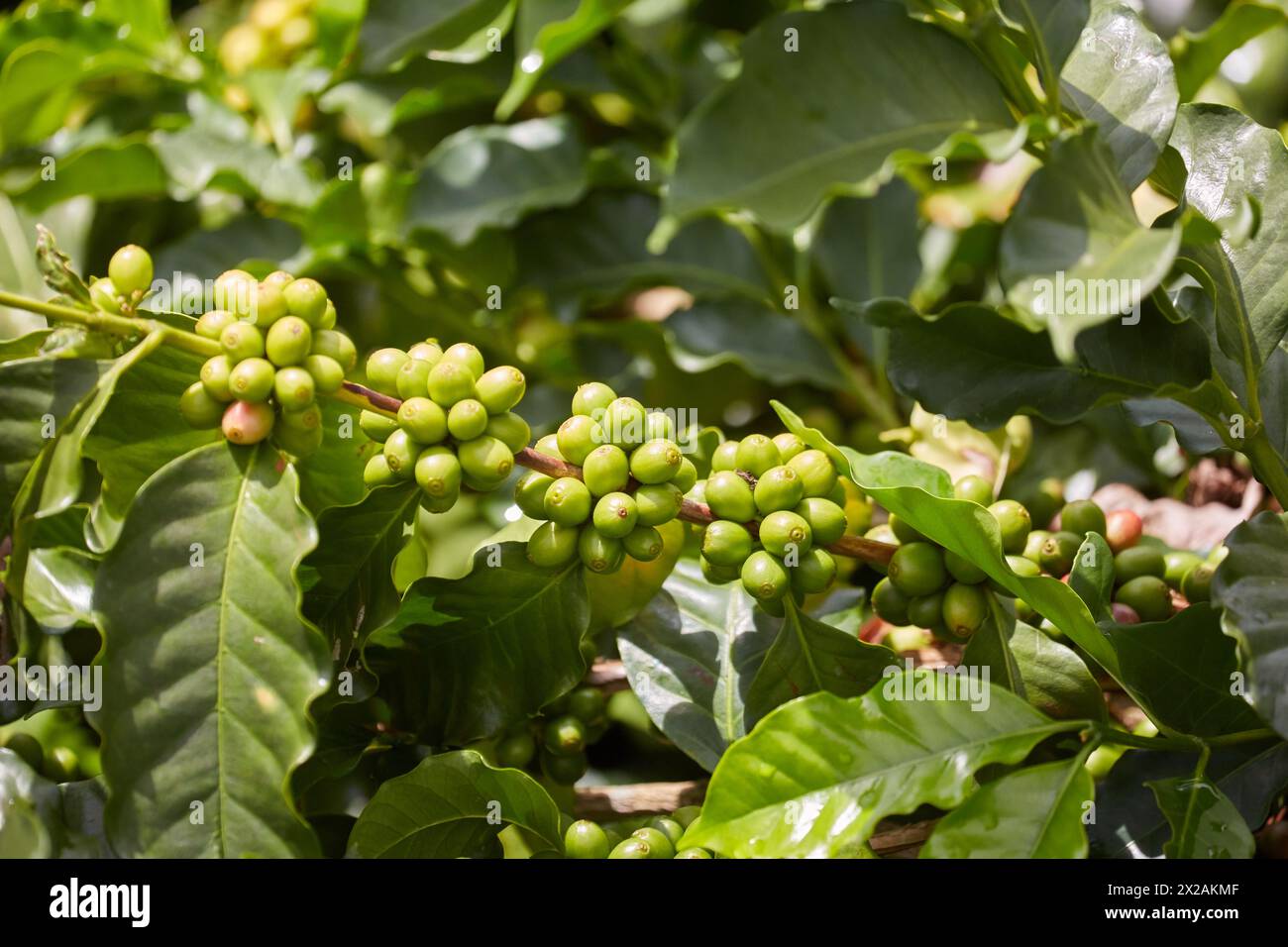 Hacienda San Alberto, Cafetal, Coffee plantations, Coffee Cultural ...