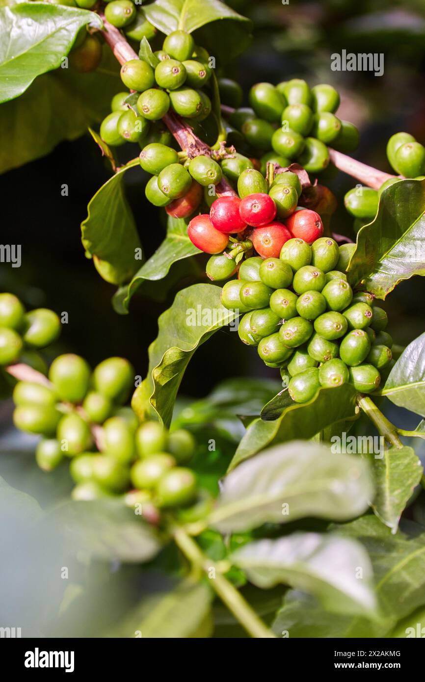 Hacienda San Alberto, Cafetal, Coffee plantations, Coffee Cultural ...