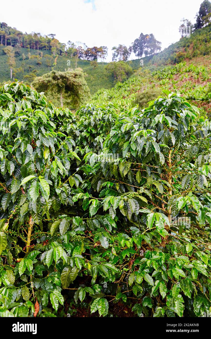 Hacienda San Alberto, Cafetal, Coffee plantations, Coffee Cultural ...