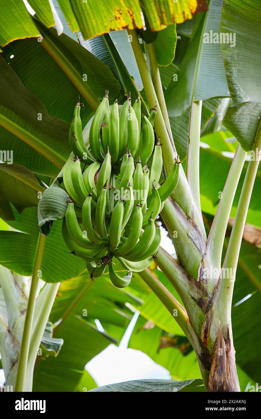 Colombia coffee country hi-res stock photography and images - Alamy