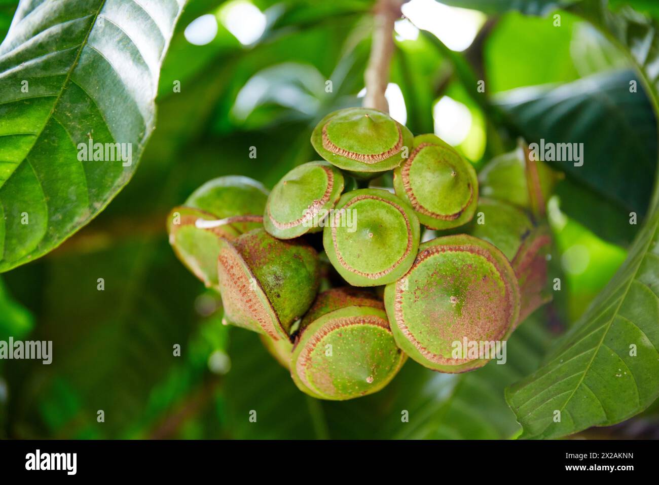 Sapote coste√±o, Hacienda San Alberto, Coffee Cultural Landscape ...