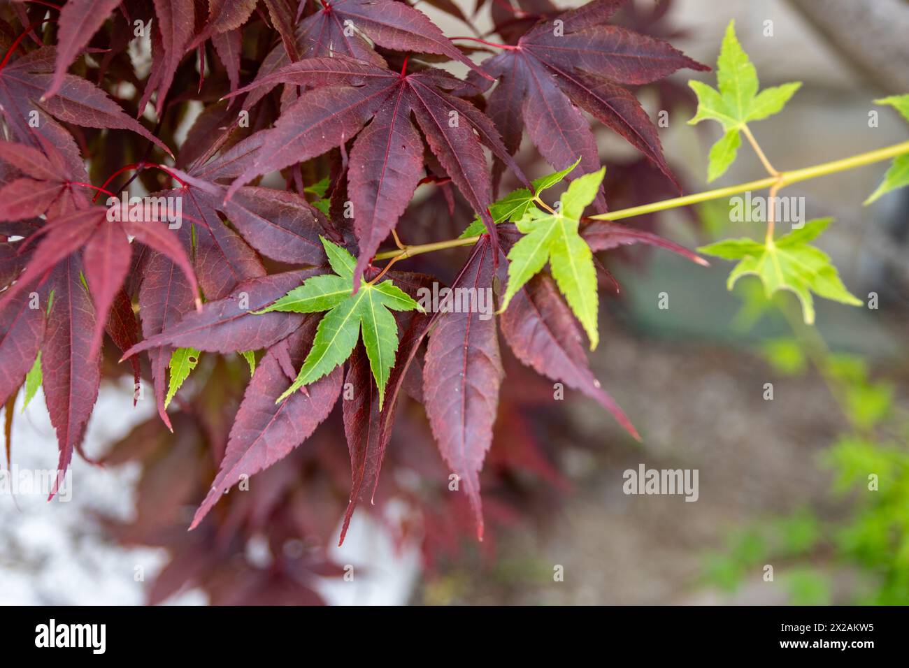 Vibrant green leaves emerge - amidst a sea of deep red foliage. Taken ...