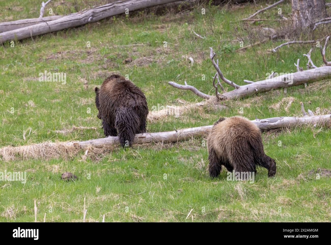 Grizzly Bears in Springtime in Yellowstone National Park Wyoming Stock ...