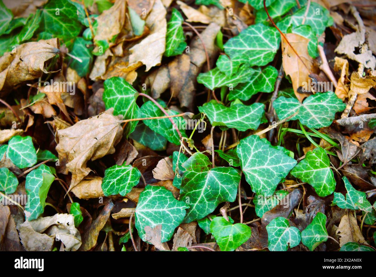 Fallen leaves on creeping ivy (Hedera helix) in a public park in London ...