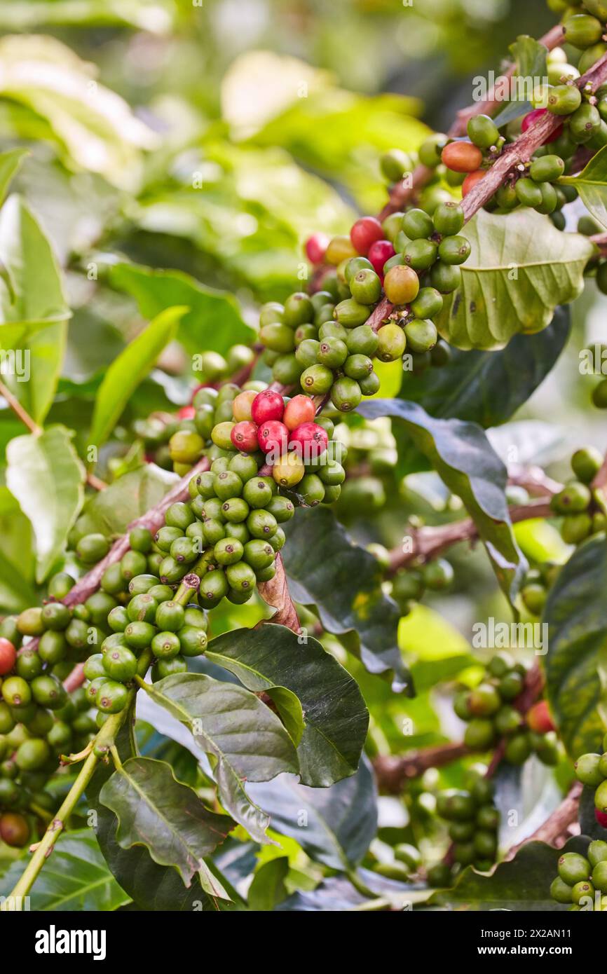 Hacienda San Alberto, Cafetal, Coffee plantations, Coffee Cultural ...