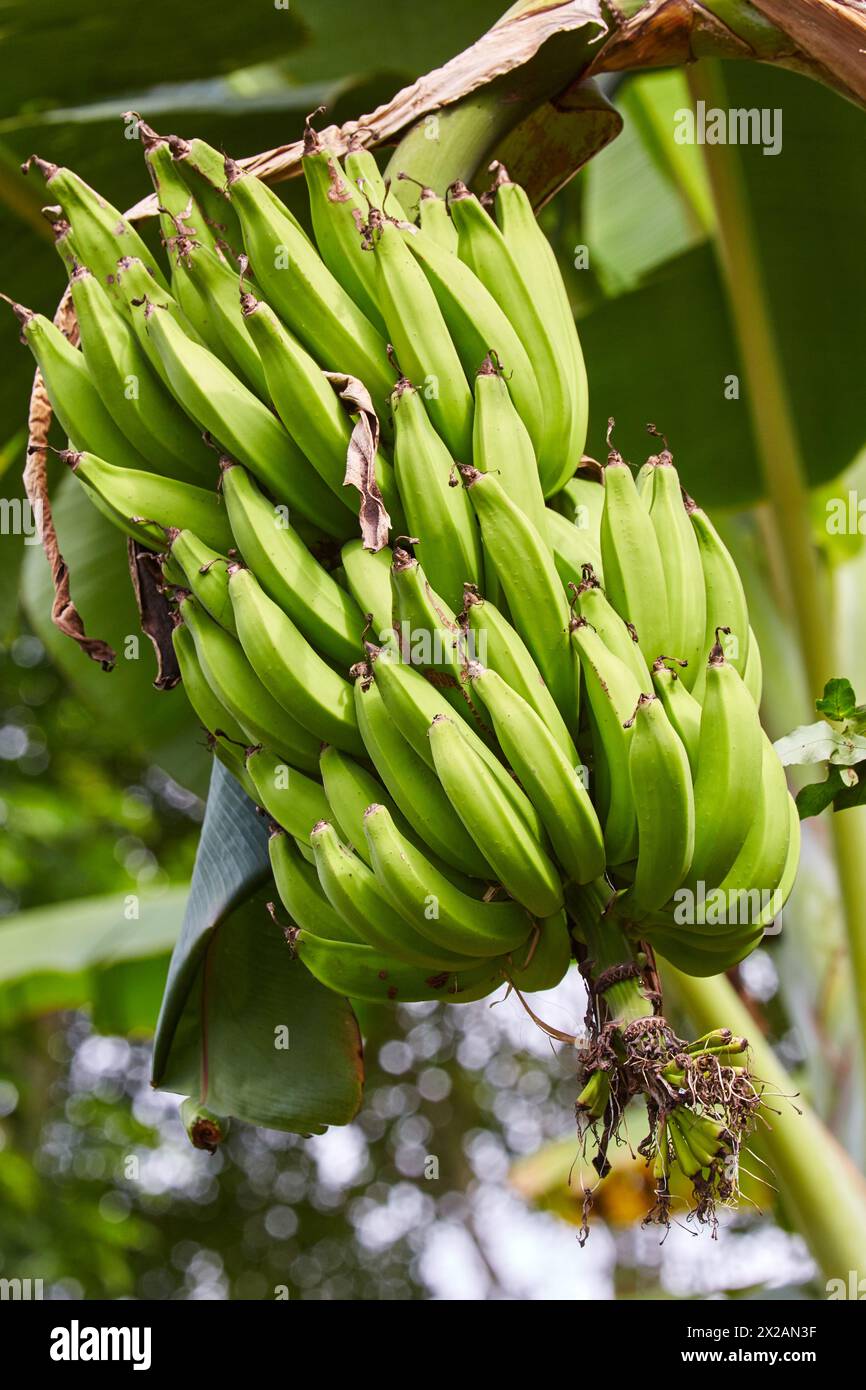 Banana tree, Hacienda San Alberto, Cafetal, Coffee plantations, Coffee ...