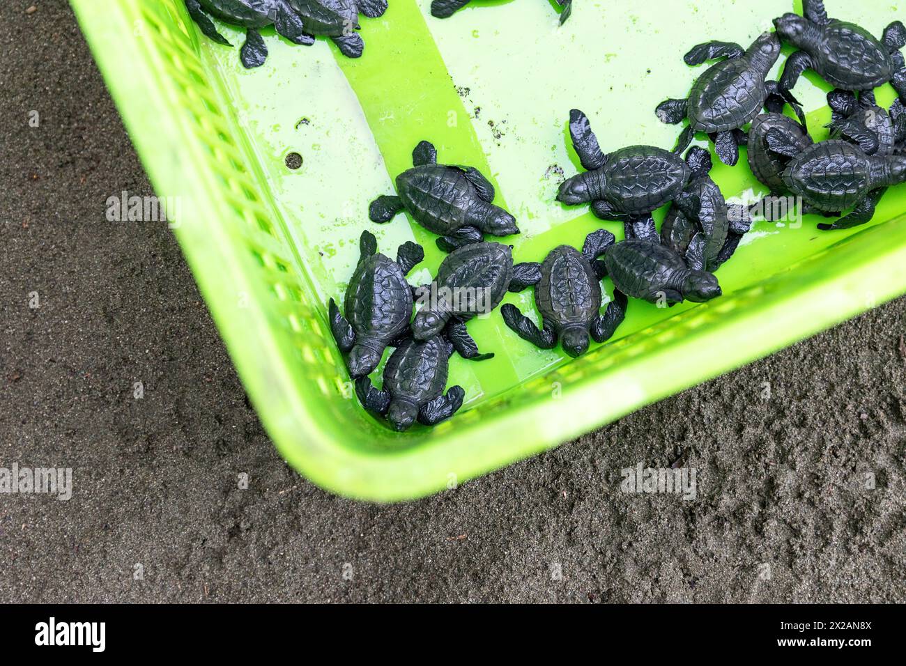 Newborn little Olive ridley turtles (Lepidochelys olivacea), Lora ...