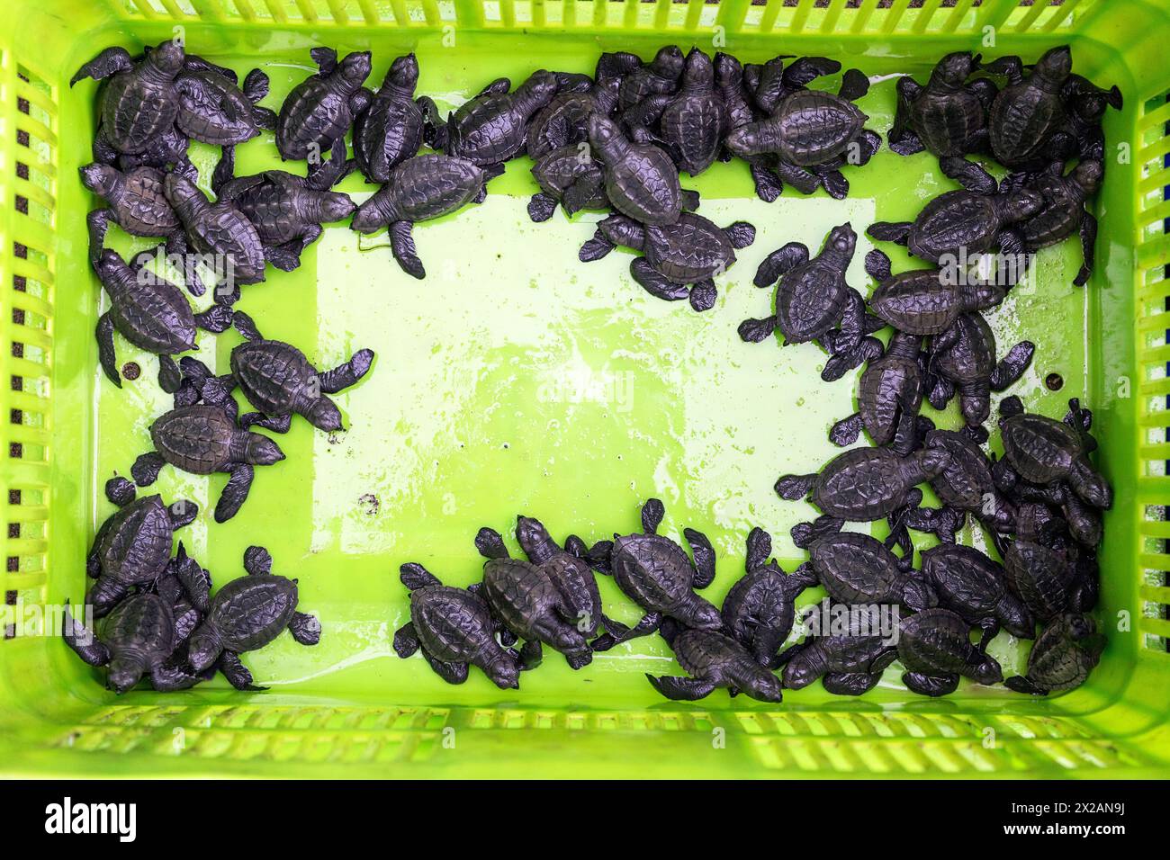 Newborn little Olive ridley turtles (Lepidochelys olivacea), Lora ...