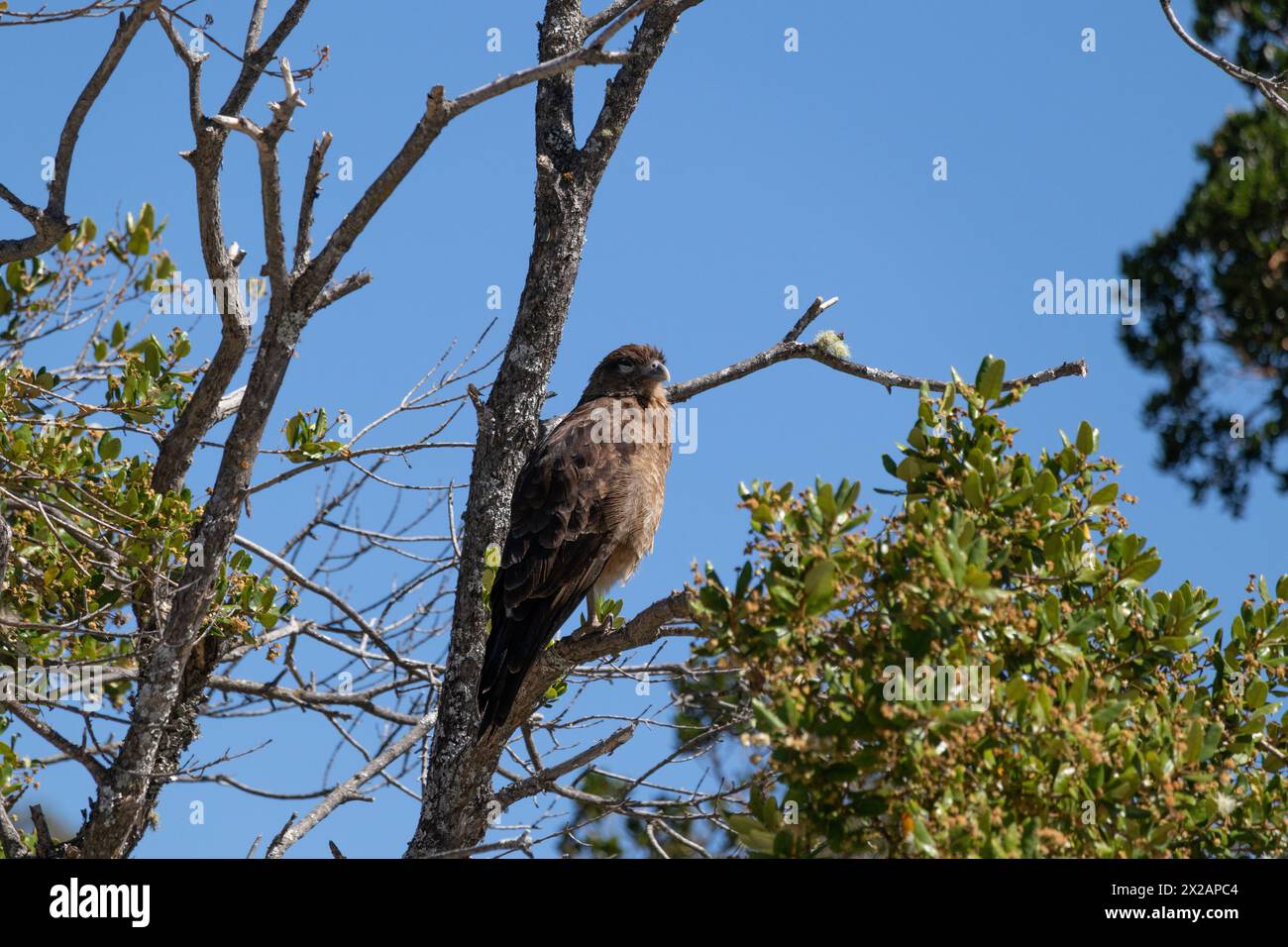 Vertical bottom view of Raptor Chimango Caracara (Daptrius chimango ...