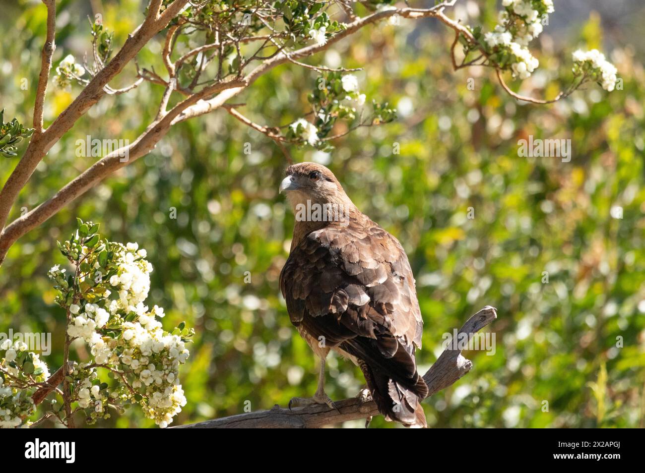 Vertical bottom view of Raptor Chimango Caracara (Daptrius chimango ...