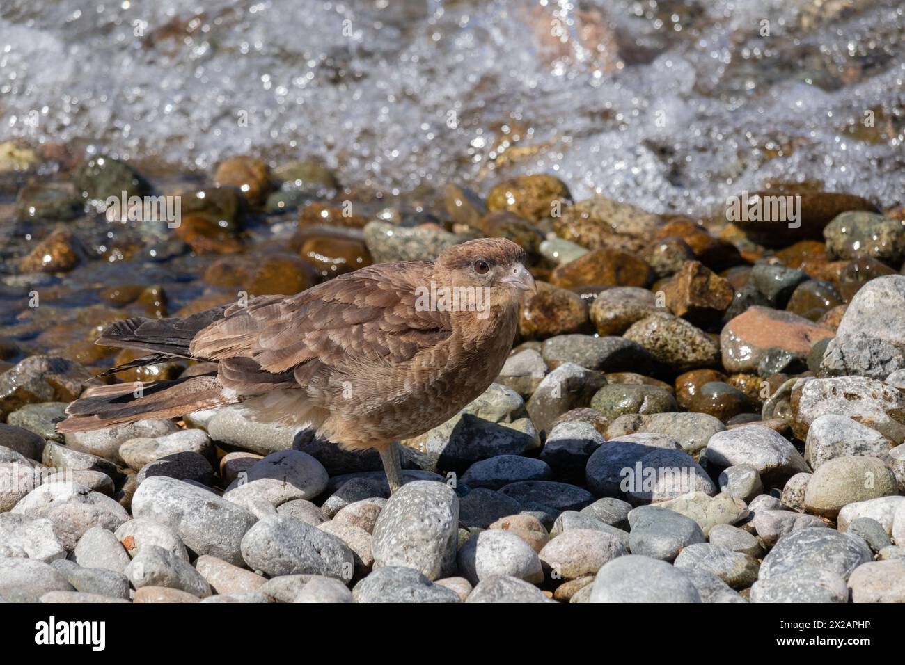Vertical portrait of Chimango Caracara (Daptrius chimango) bird walking ...