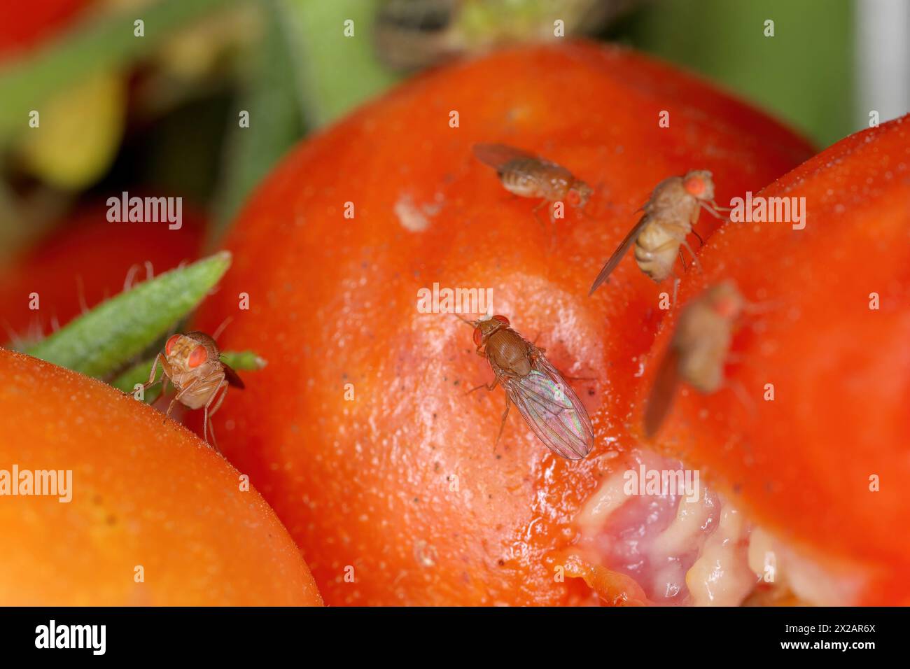 Drosophila suzukii, commonly called the spotted wing drosophila, cherry ...