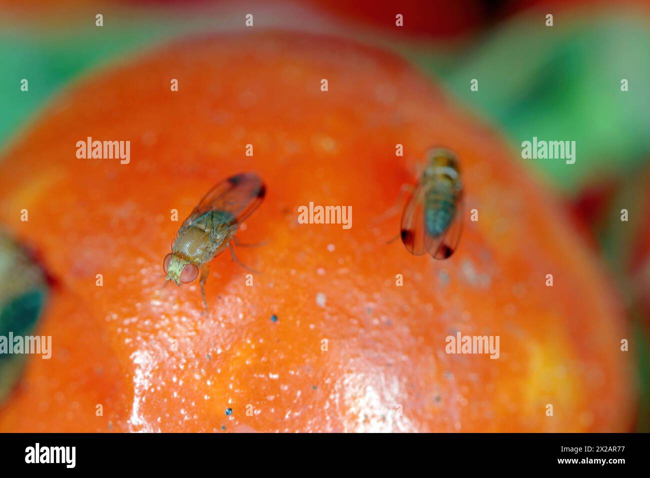 Drosophila suzukii, commonly called the spotted wing drosophila, cherry ...