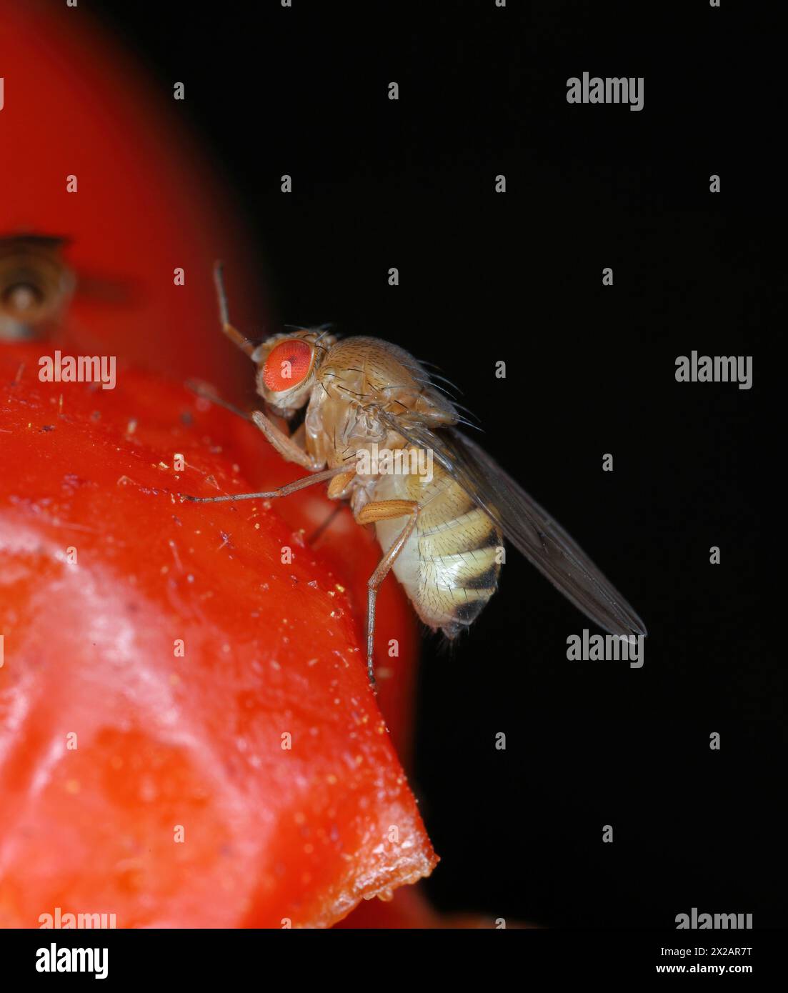 Drosophila hi-res stock photography and images - Alamy