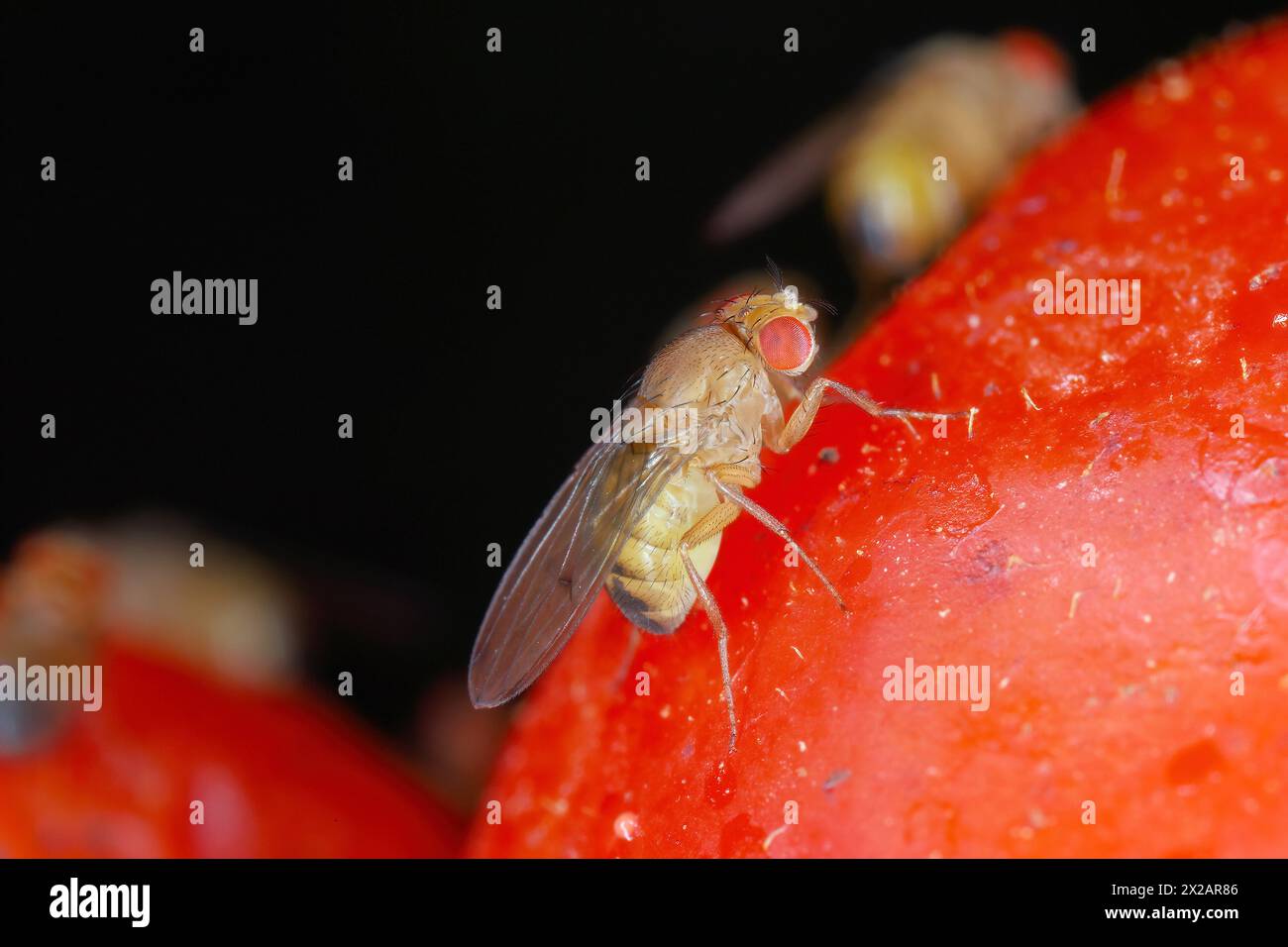 Drosophila suzukii, commonly called the spotted wing drosophila, cherry ...
