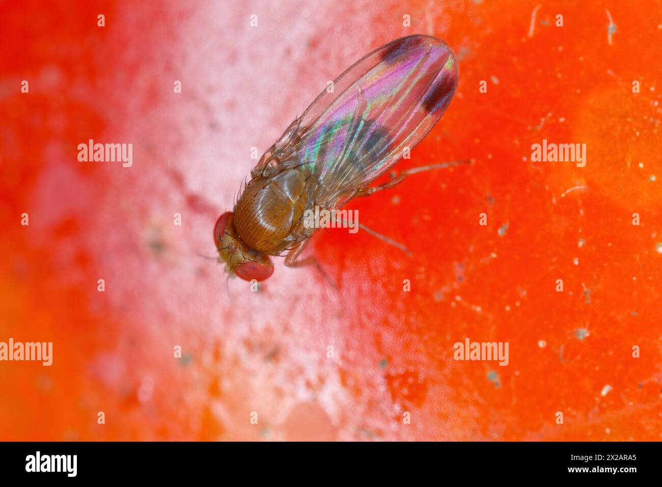 Drosophila suzukii, commonly called the spotted wing drosophila, cherry drosophila or SWD. It is ...
