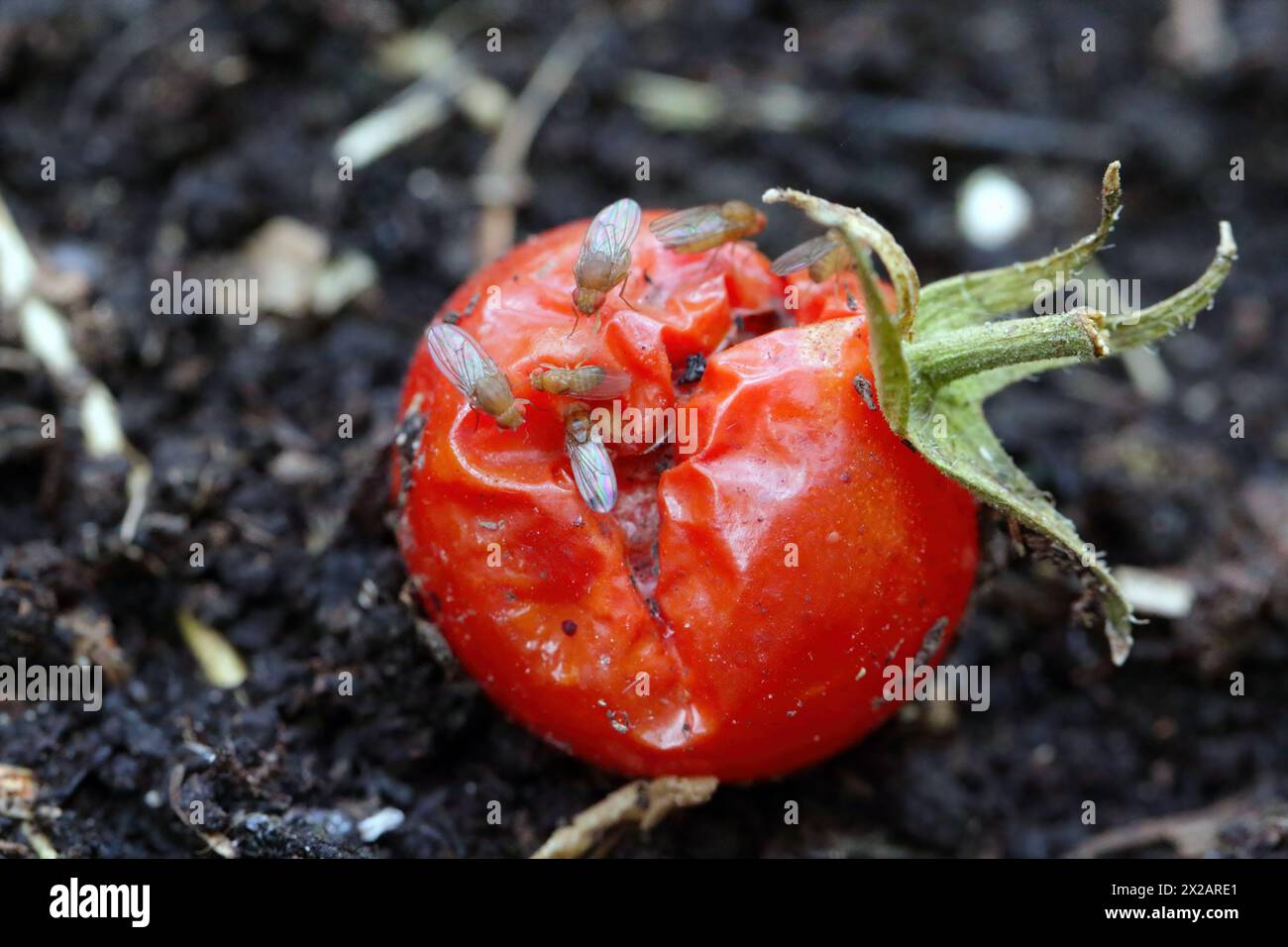 Drosophila suzukii, commonly called the spotted wing drosophila, cherry ...