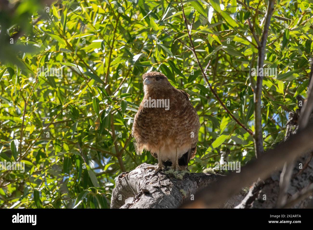 Horizontal portrait of Chimango Caracara (Daptrius chimango) bird ...