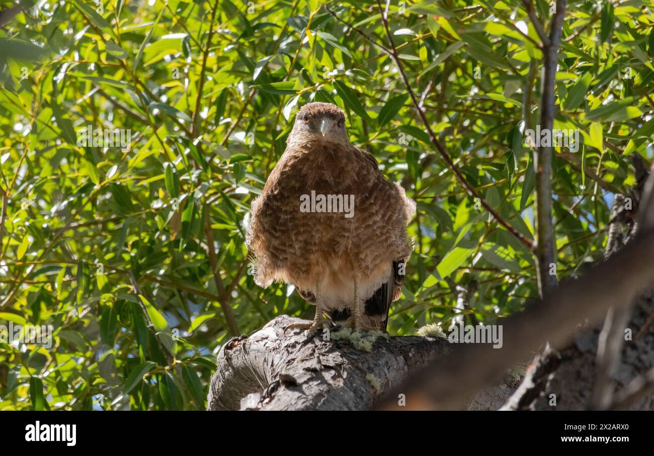 Horizontal portrait of Chimango Caracara (Daptrius chimango) bird ...