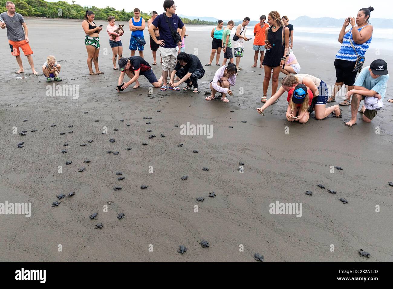 Tourists observing baby Olive ridley turtles (Lepidochelys olivacea ...