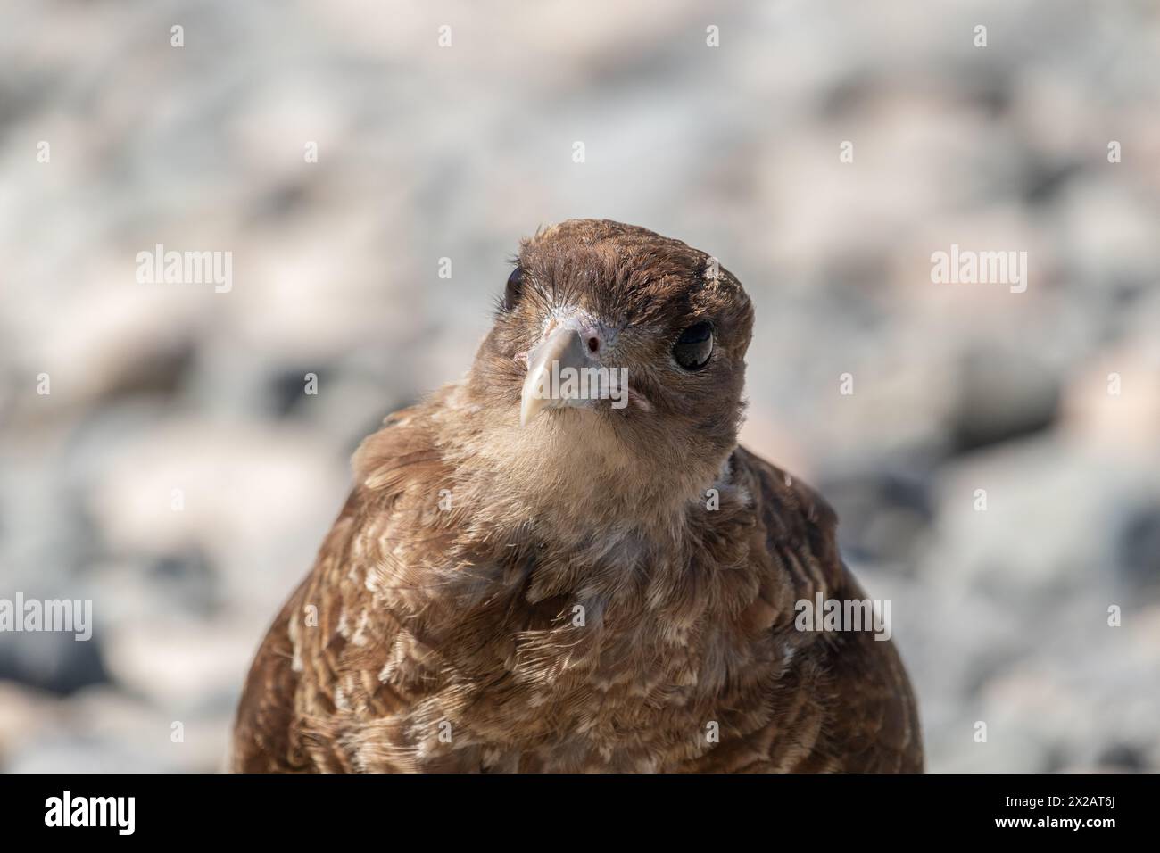 Horizontal portrait of Chimango Caracara (Daptrius chimango) bird ...