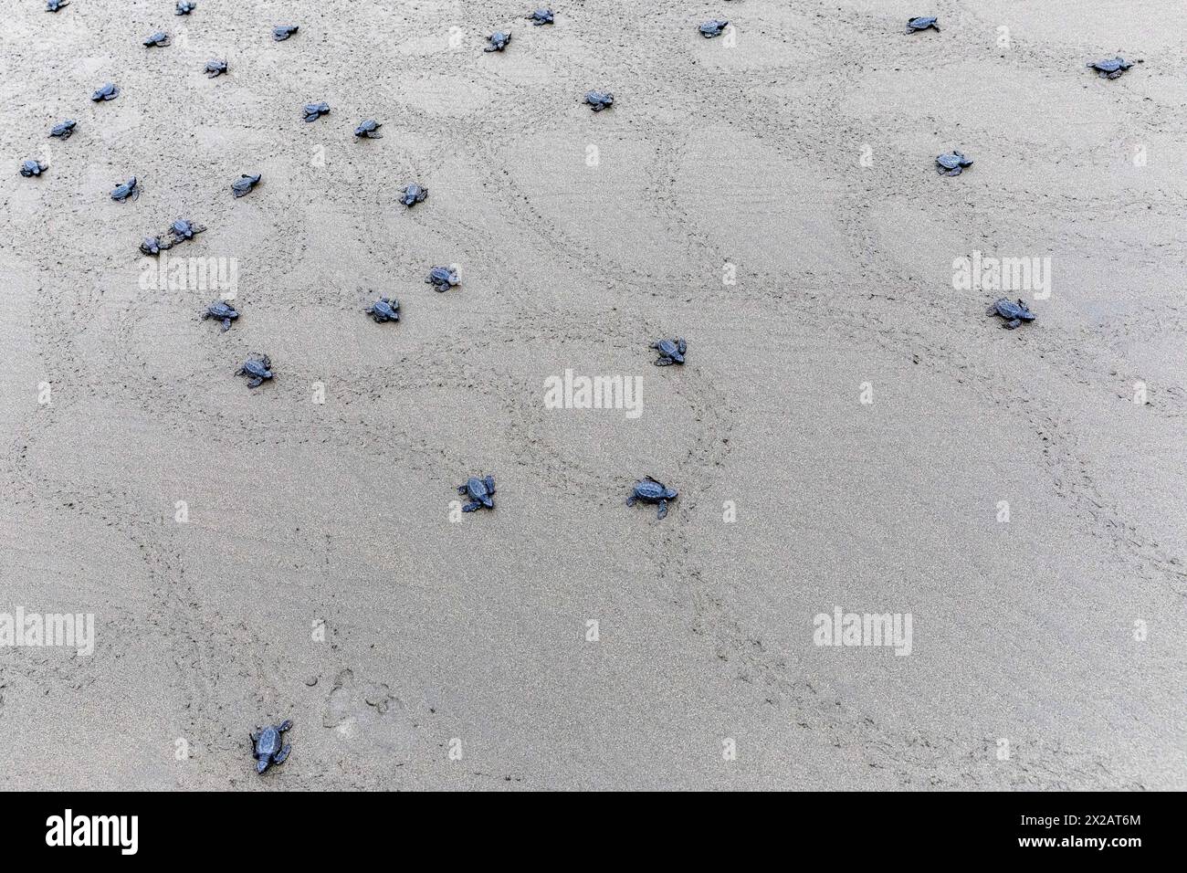Baby Olive ridley turtles (Lepidochelys olivacea) or Laura turtles ...