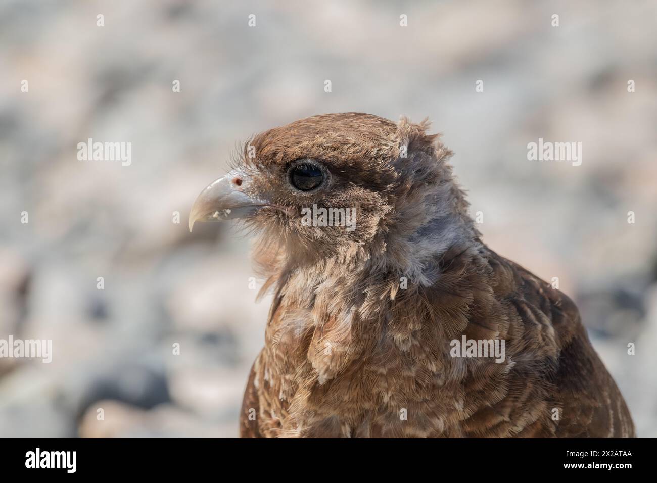 Horizontal portrait of Chimango Caracara (Daptrius chimango) bird ...