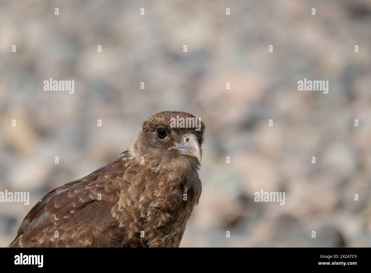Horizontal portrait of Chimango Caracara (Daptrius chimango) bird ...
