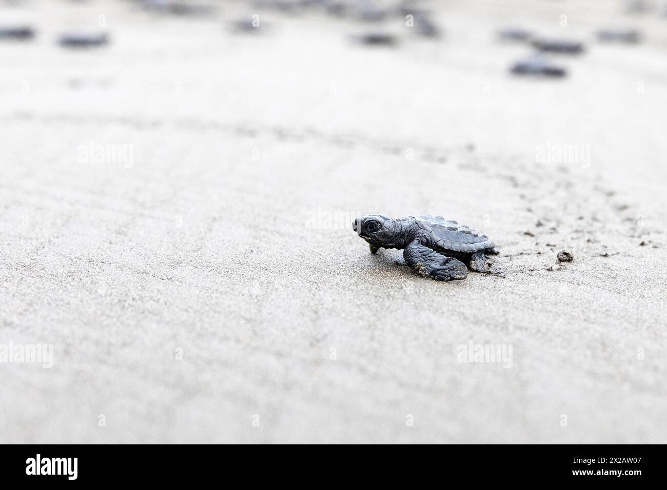 Baby Olive ridley turtles (Lepidochelys olivacea) or Laura turtles ...