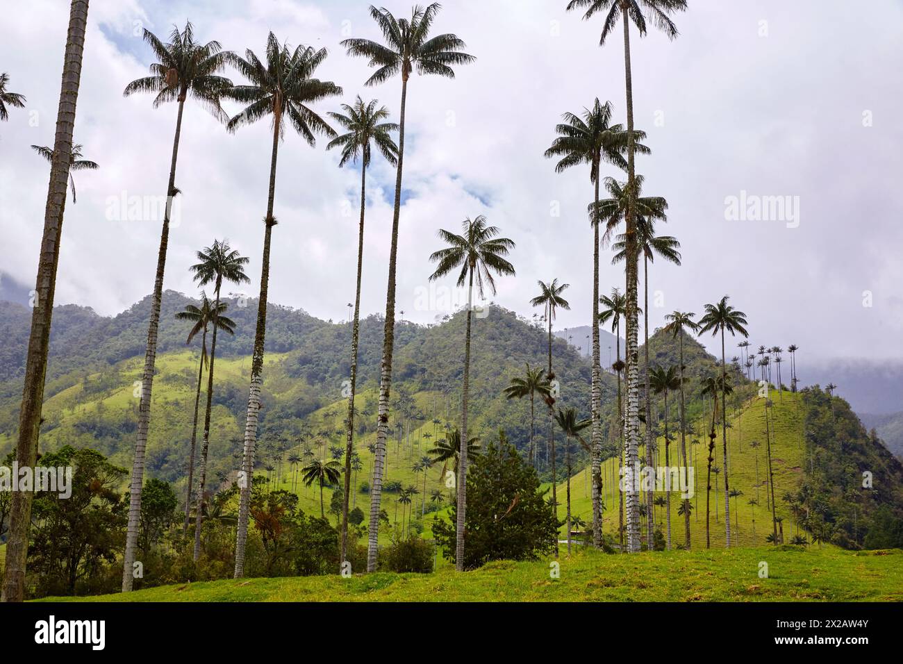 Palma de Cera del Quindío (Ceroxylon quindiuense), Valle del Cocora ...