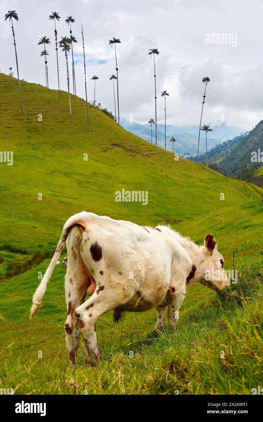 Cattle, Palma de Cera del Quind√≠o (Ceroxylon quindiuense), Valle del ...
