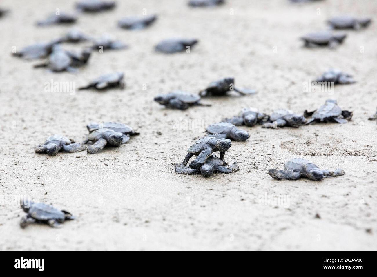 Little Olive ridley turtle or Lora turtle released by tourists slowly ...